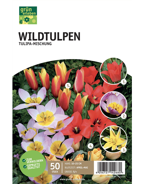 Wildtulpen, Grün erleben, Blumenzwiebeln
